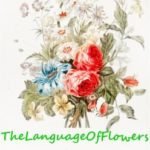 Poppy : Meaning of the poppy in the language of flowers